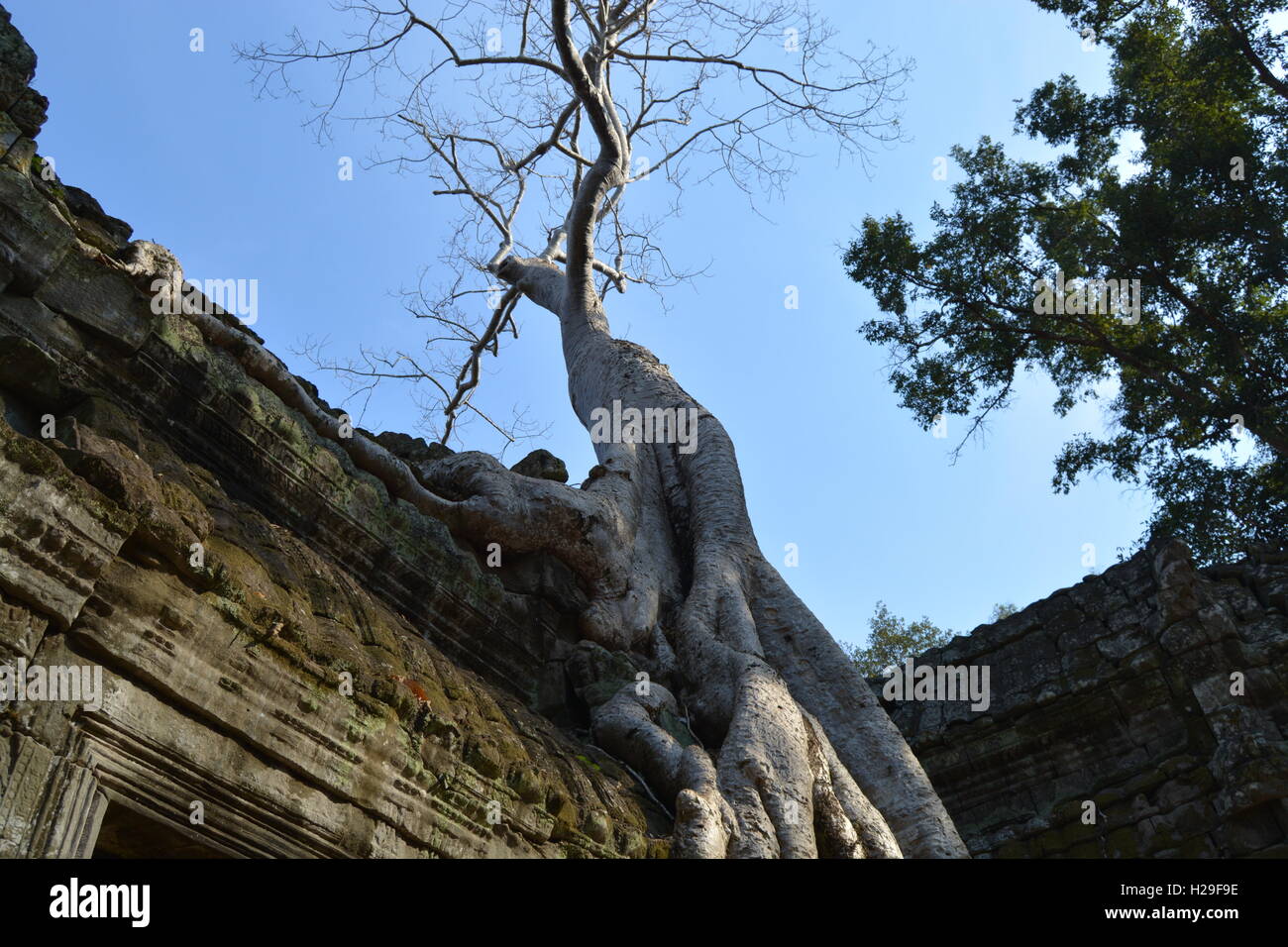 Tree growing in ancient temple hi-res stock photography and images - Alamy
