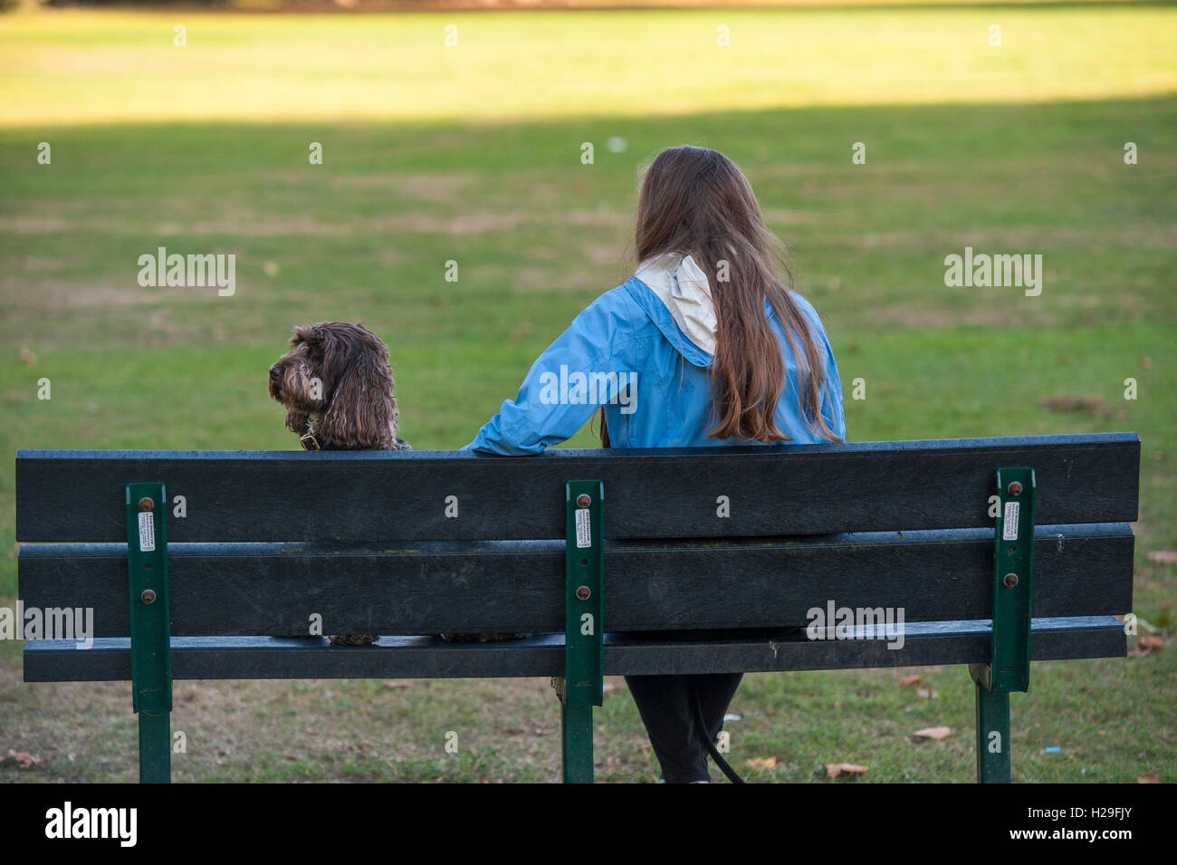 A dog on a bench Stock Photo - Alamy