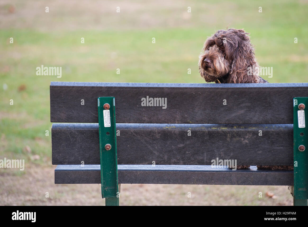 A dog on a bench Stock Photo - Alamy