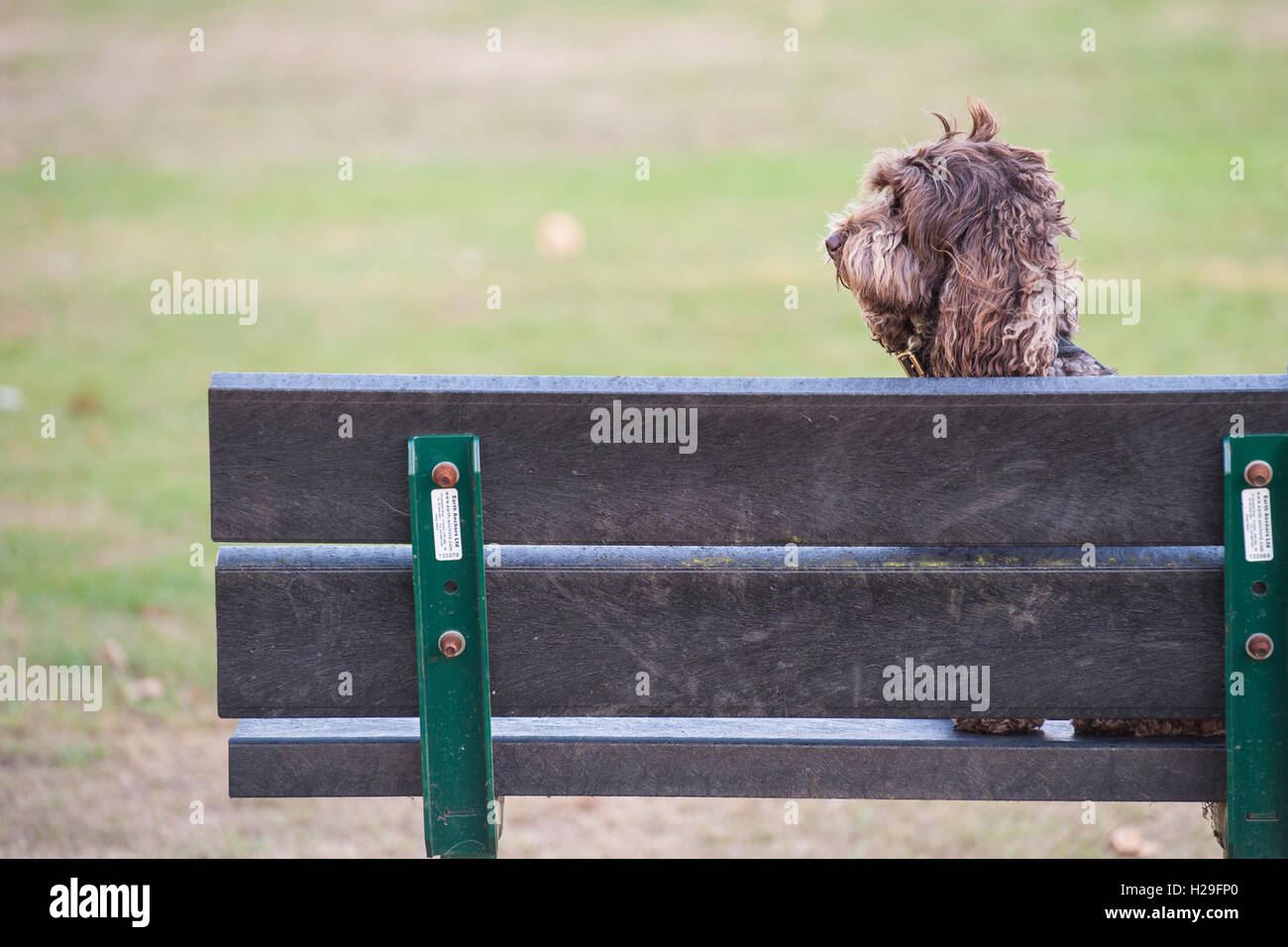 A dog on a bench Stock Photo - Alamy