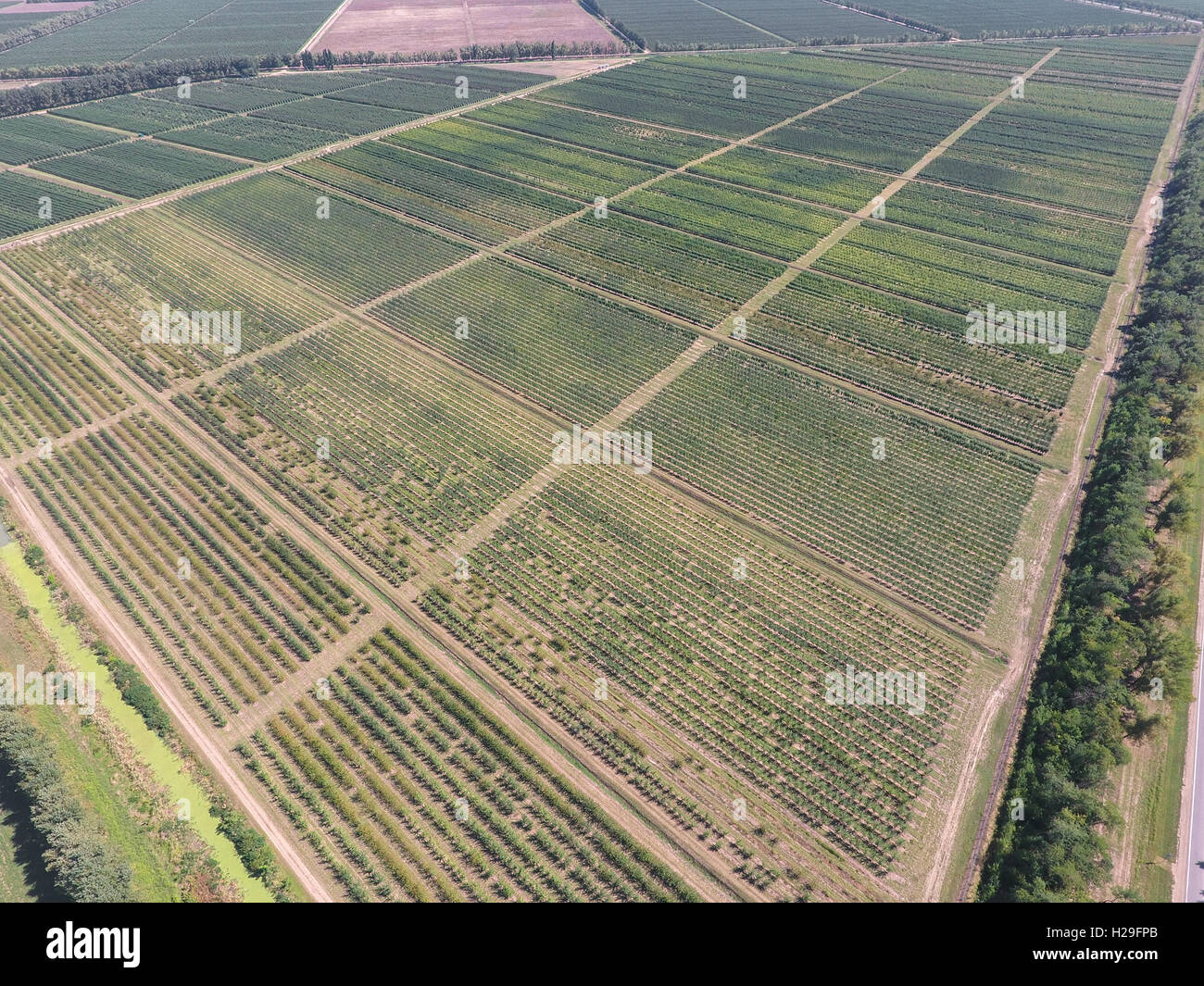 Rows of trees in the garden. Aerophotographing, top view. Landscape ...