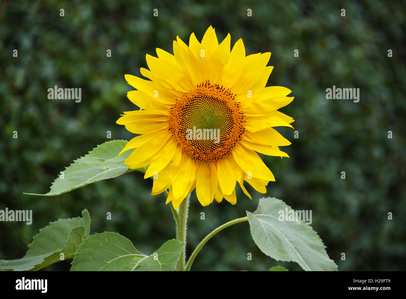 Yellow sun icon hi-res stock photography and images - Alamy