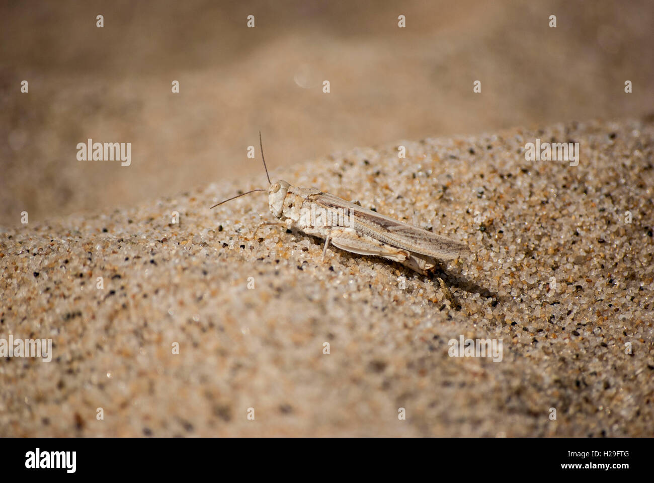 Sand Hopper High Resolution Stock Photography and Images - Alamy