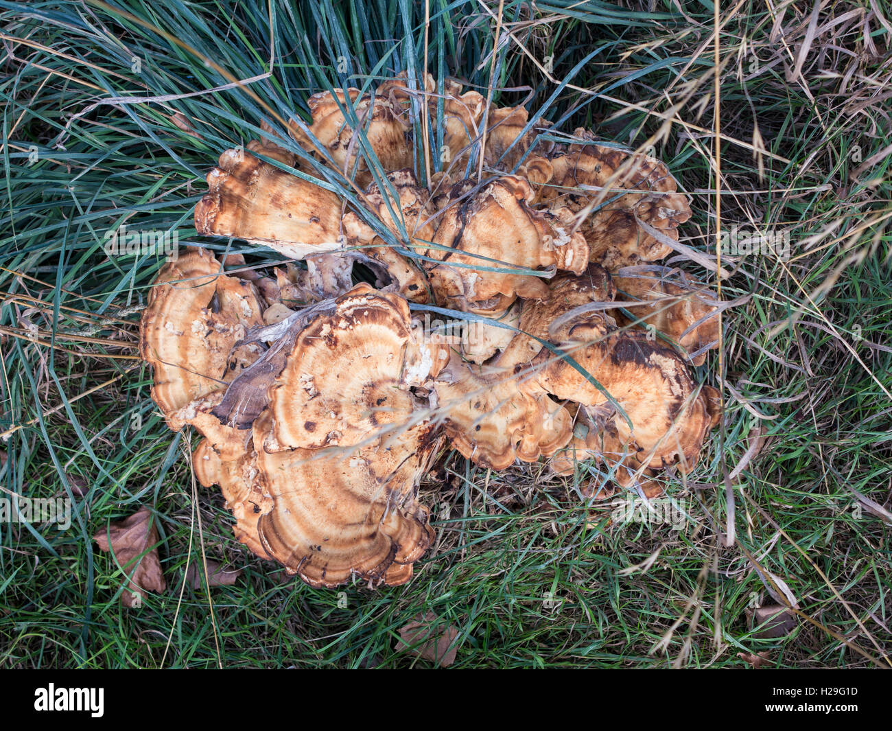 An enormous toadstool Stock Photo - Alamy