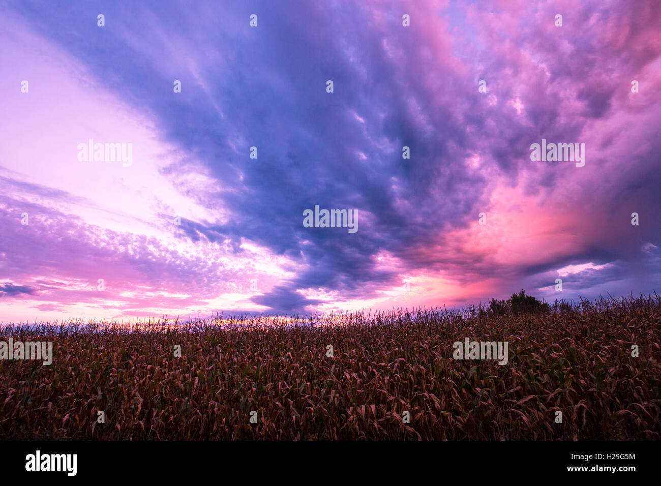 Corn crops hi-res stock photography and images - Alamy