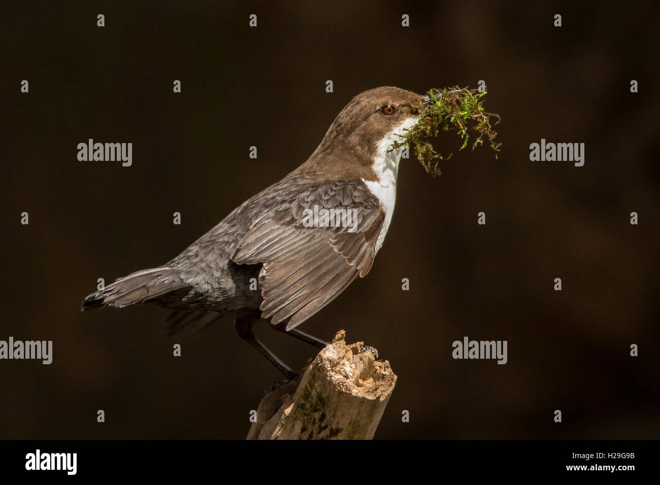 A Dipper (Cinclus cinclus) sitting on a small branch with nest-building ...