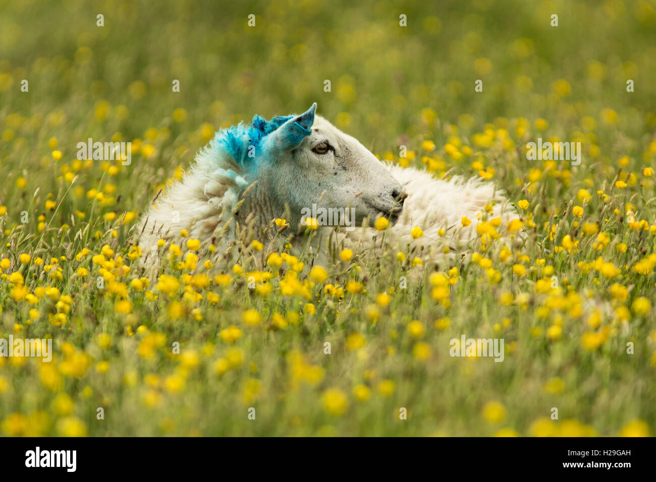 A sheep with its head marked with blue dye lies amongst the buttercups ...