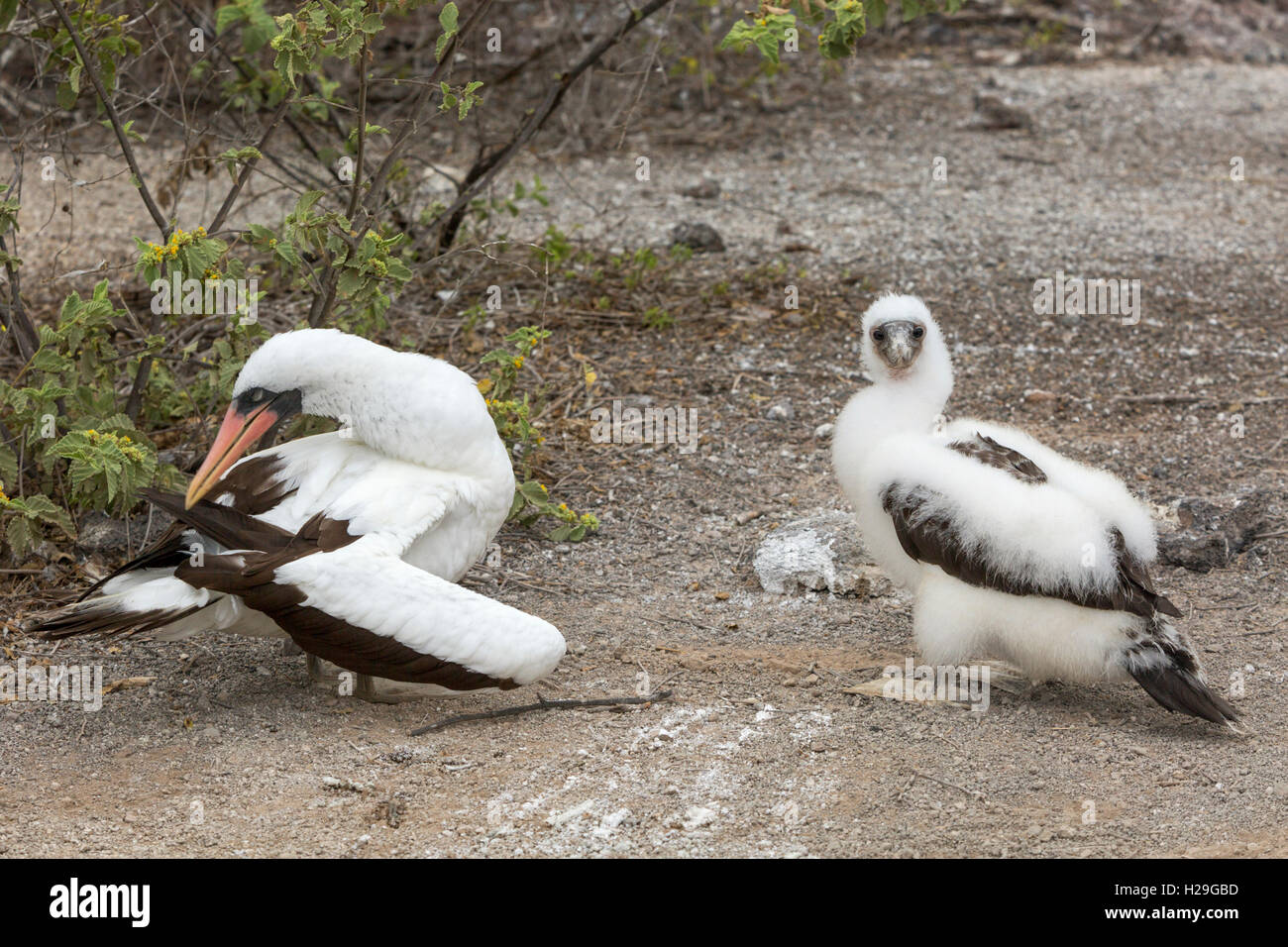 Nazca Booby Genovesa-Bird Island Galapagos Ecuador Stock Photo - Alamy