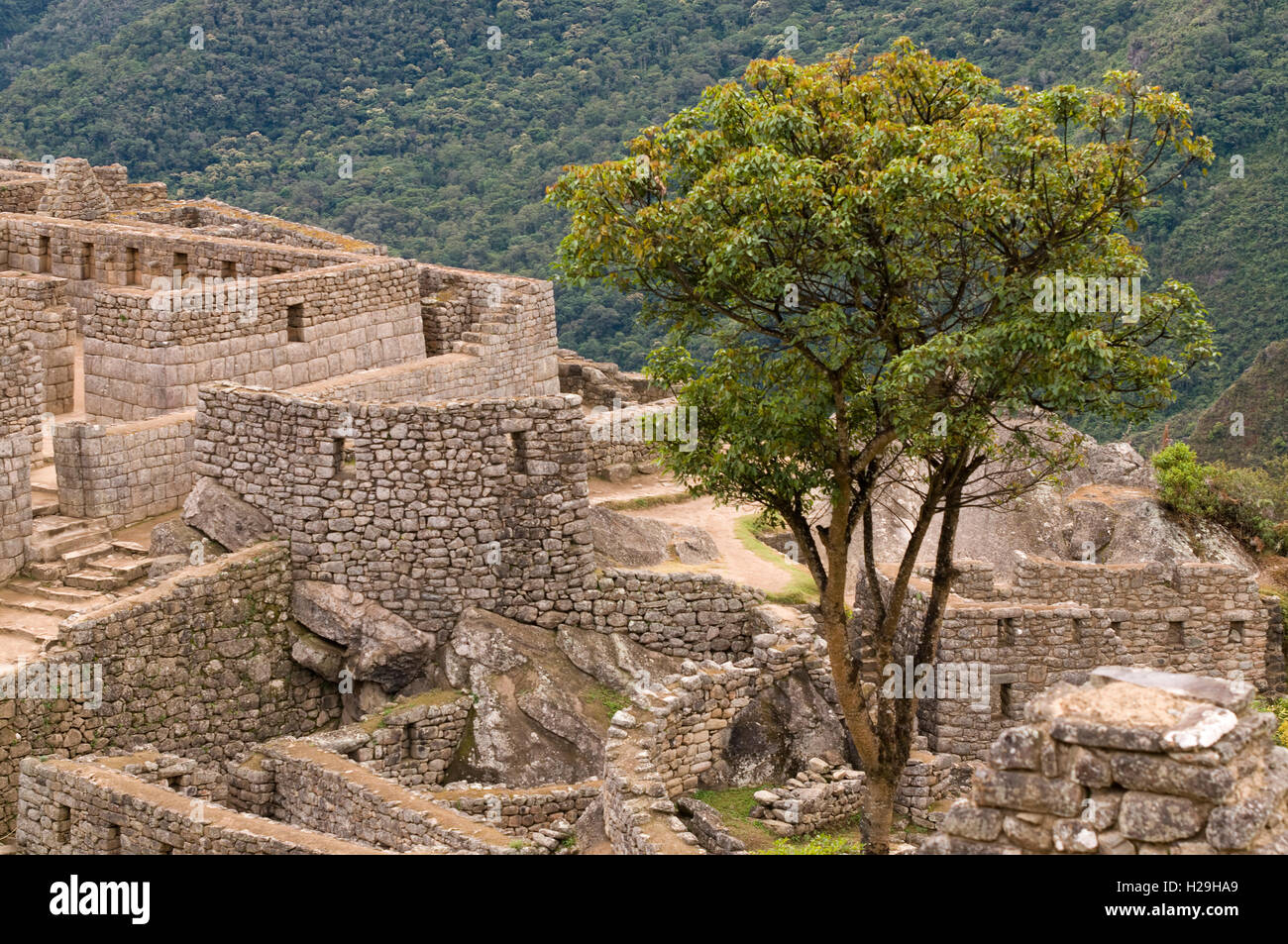 Machu Picchu, Tree, Peru, Stock Image Stock Photo - Alamy