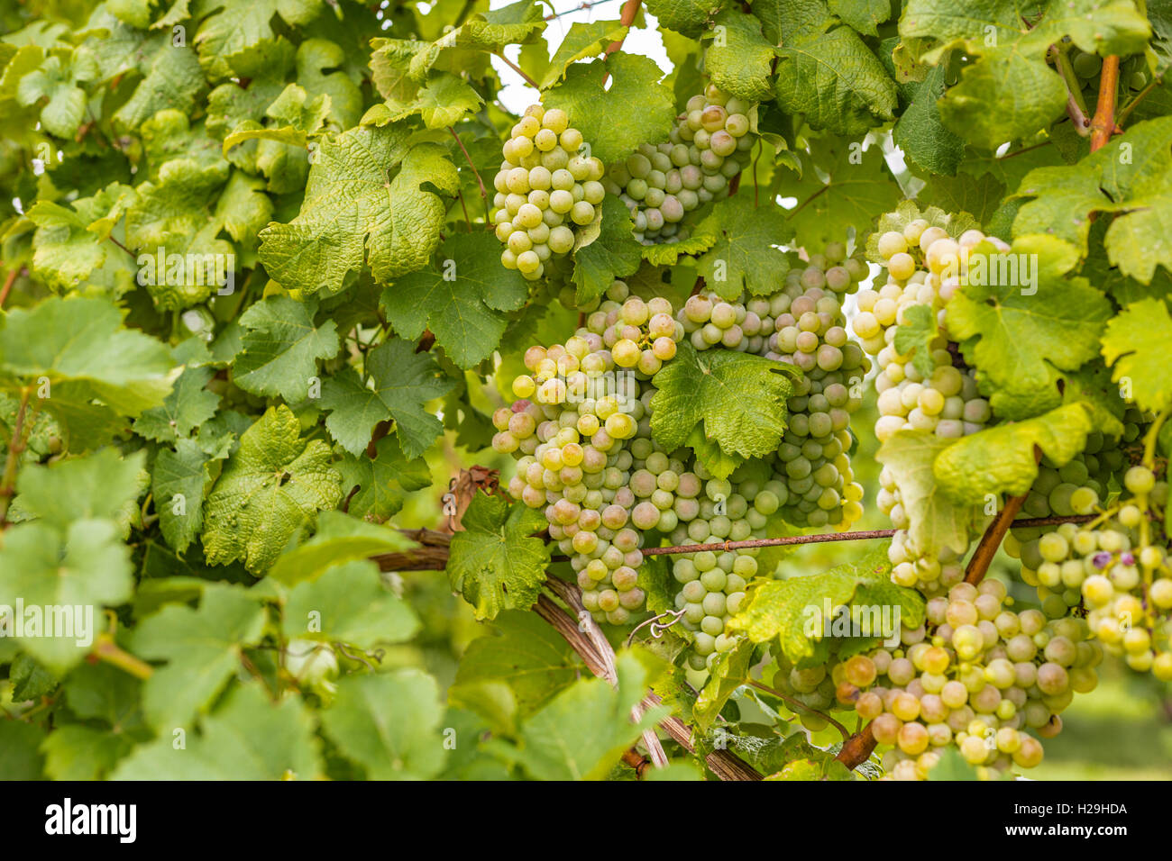 bunches of unripe green grapes Stock Photo - Alamy