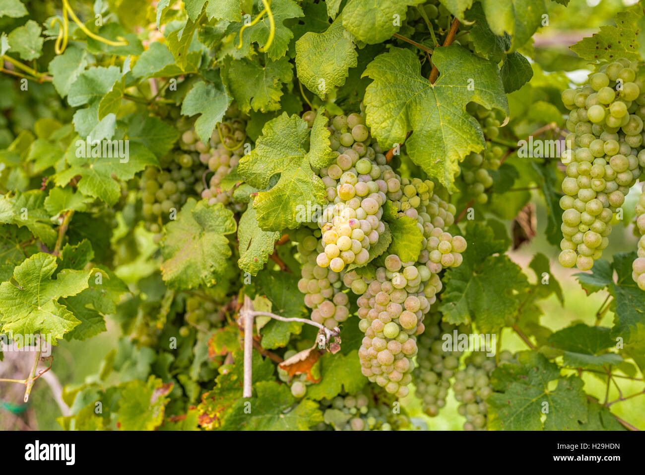 bunches of unripe green grapes Stock Photo - Alamy