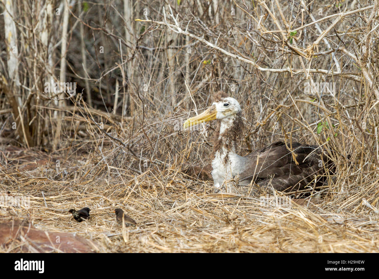 Scruffy bird hi-res stock photography and images - Alamy