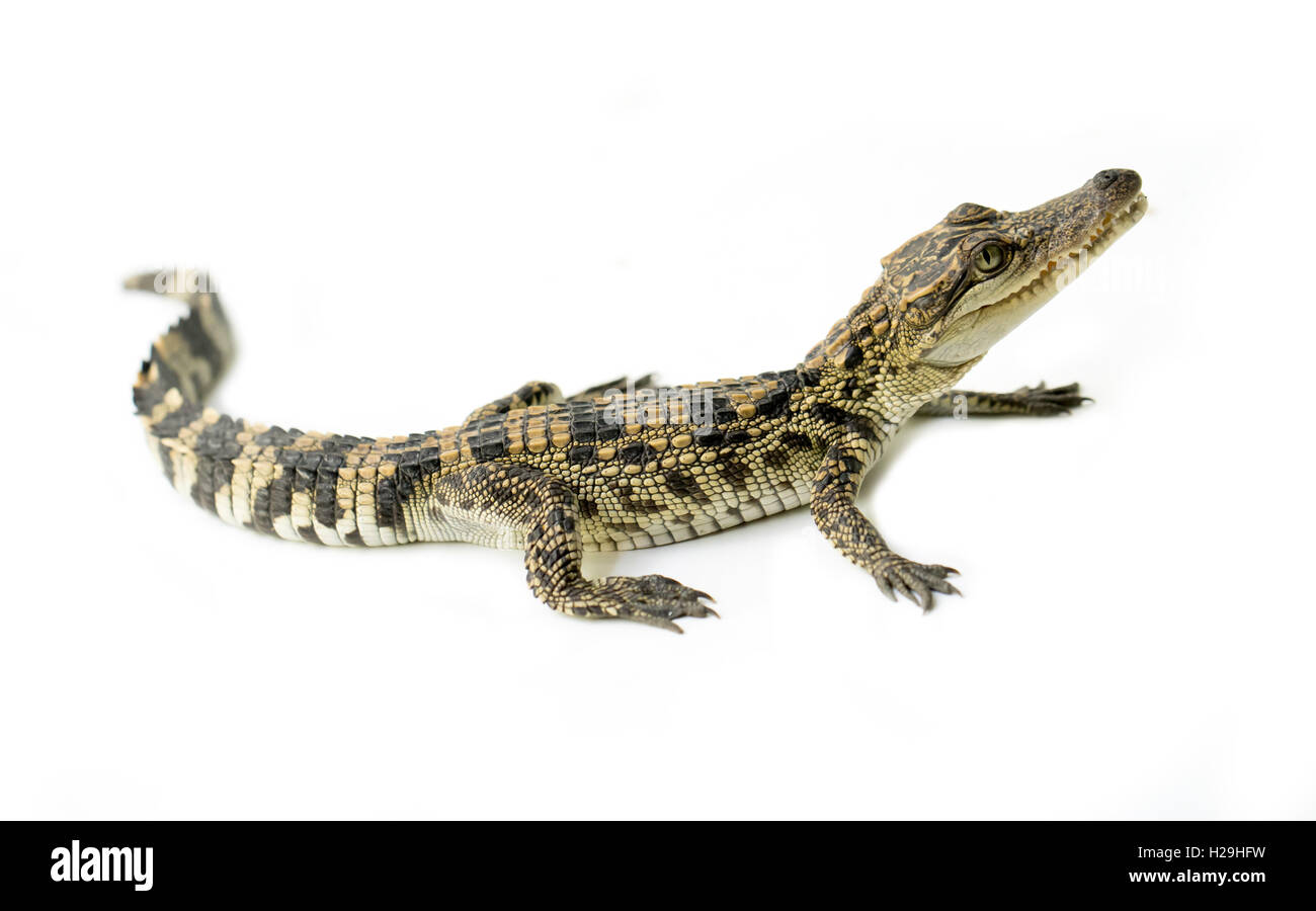 young siamese crocodile isolated on white background Stock Photo - Alamy
