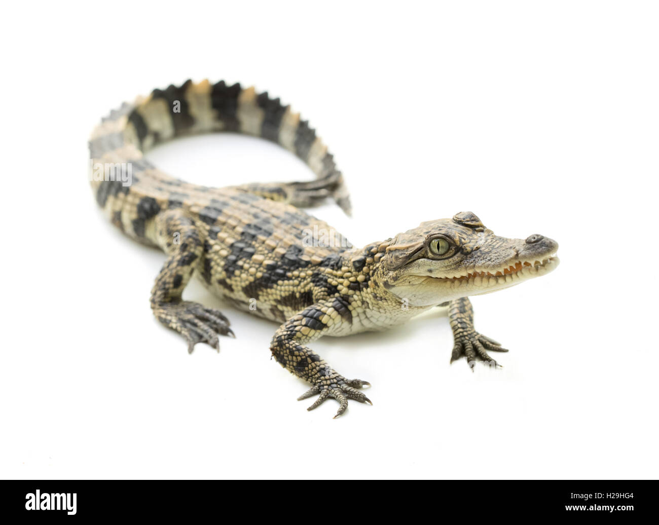 young siamese crocodile isolated on white background Stock Photo - Alamy