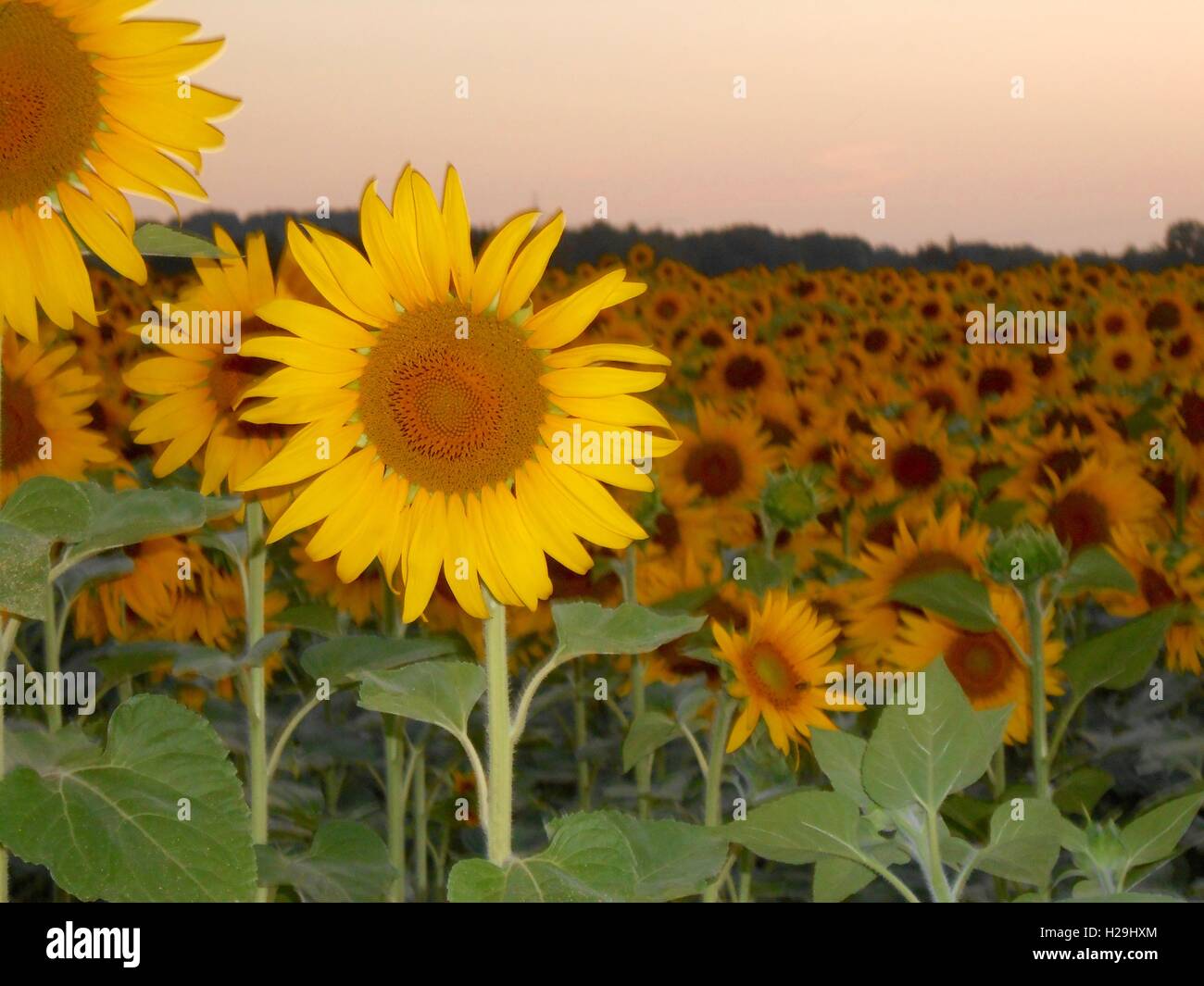 Giant sunflower field hi-res stock photography and images - Alamy