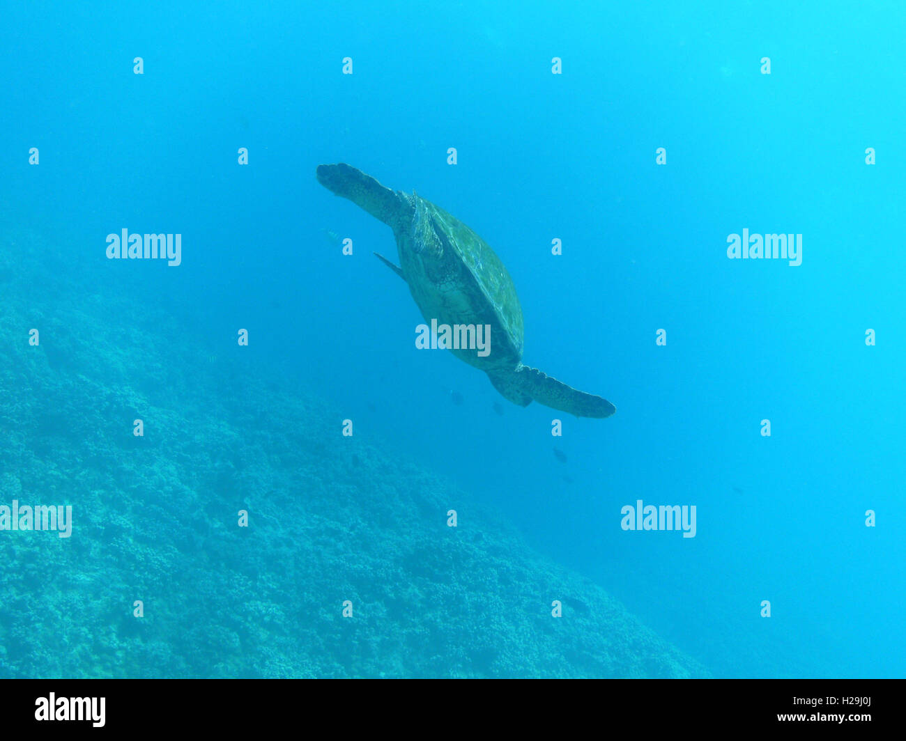 Sea turtle swimming up to the ocean's surface as seen by diver Stock ...
