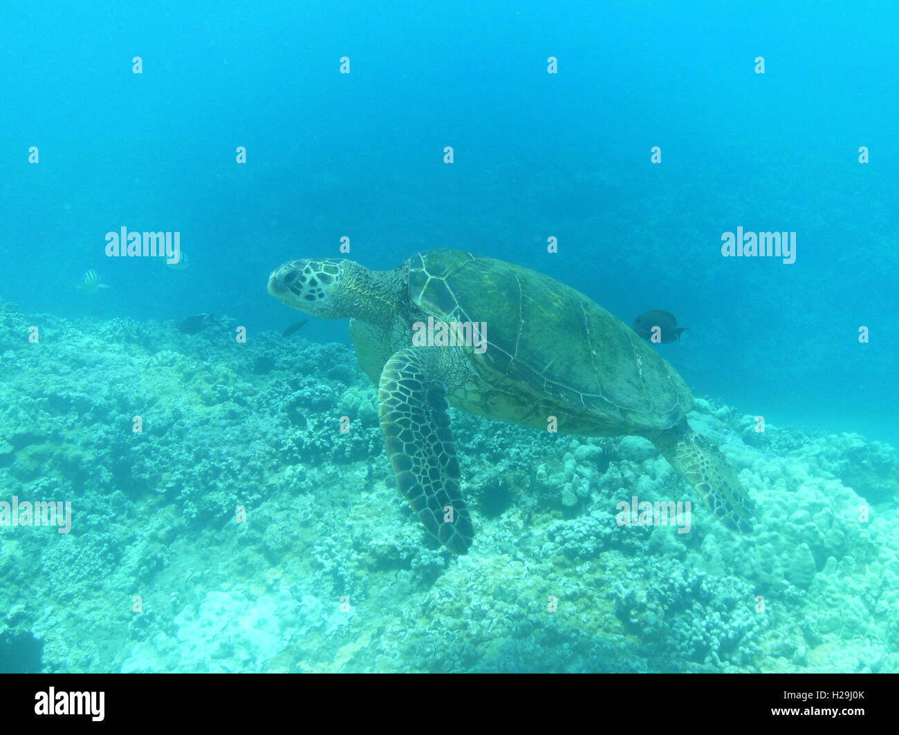Sea turtle swimming along in the deep blue sea Stock Photo - Alamy