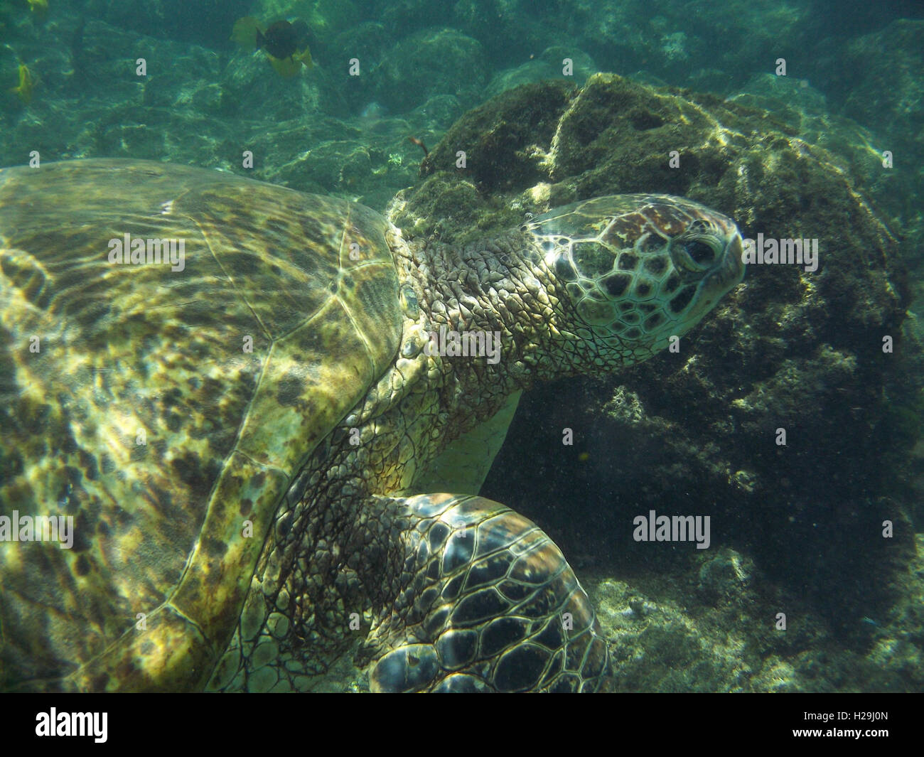 Loggerhead sea turtle swimming underwater Stock Photo - Alamy