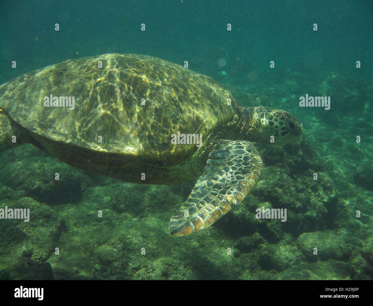 Amazing loggerhead sea turtle swimming along under the ocean's surface ...