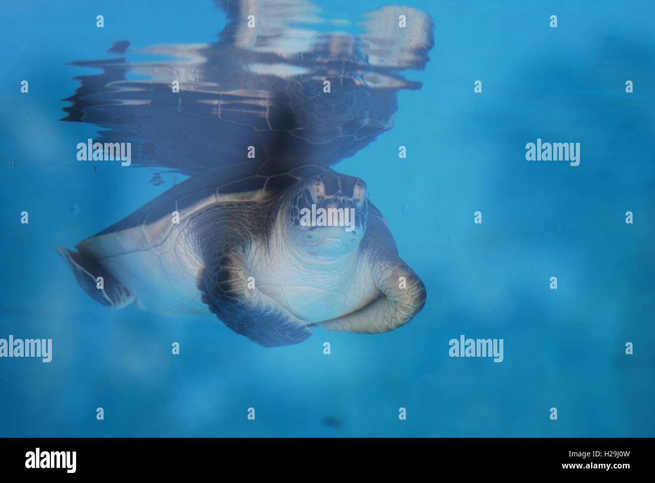 Amazing face of a sea turtle swimming along underwater Stock Photo - Alamy