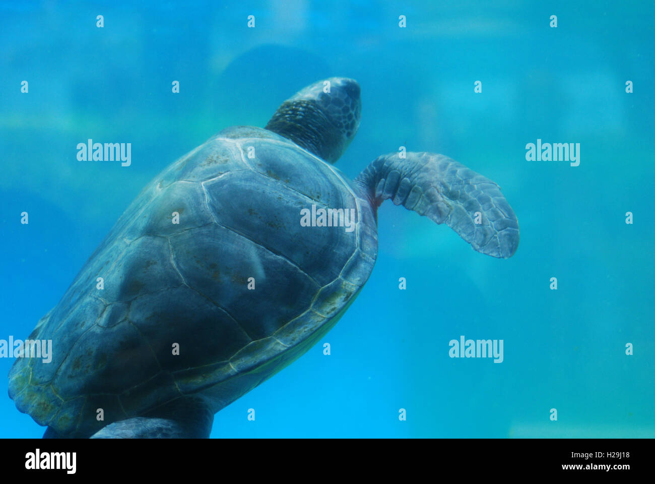 Leatherback sea turtle swim hi-res stock photography and images - Alamy