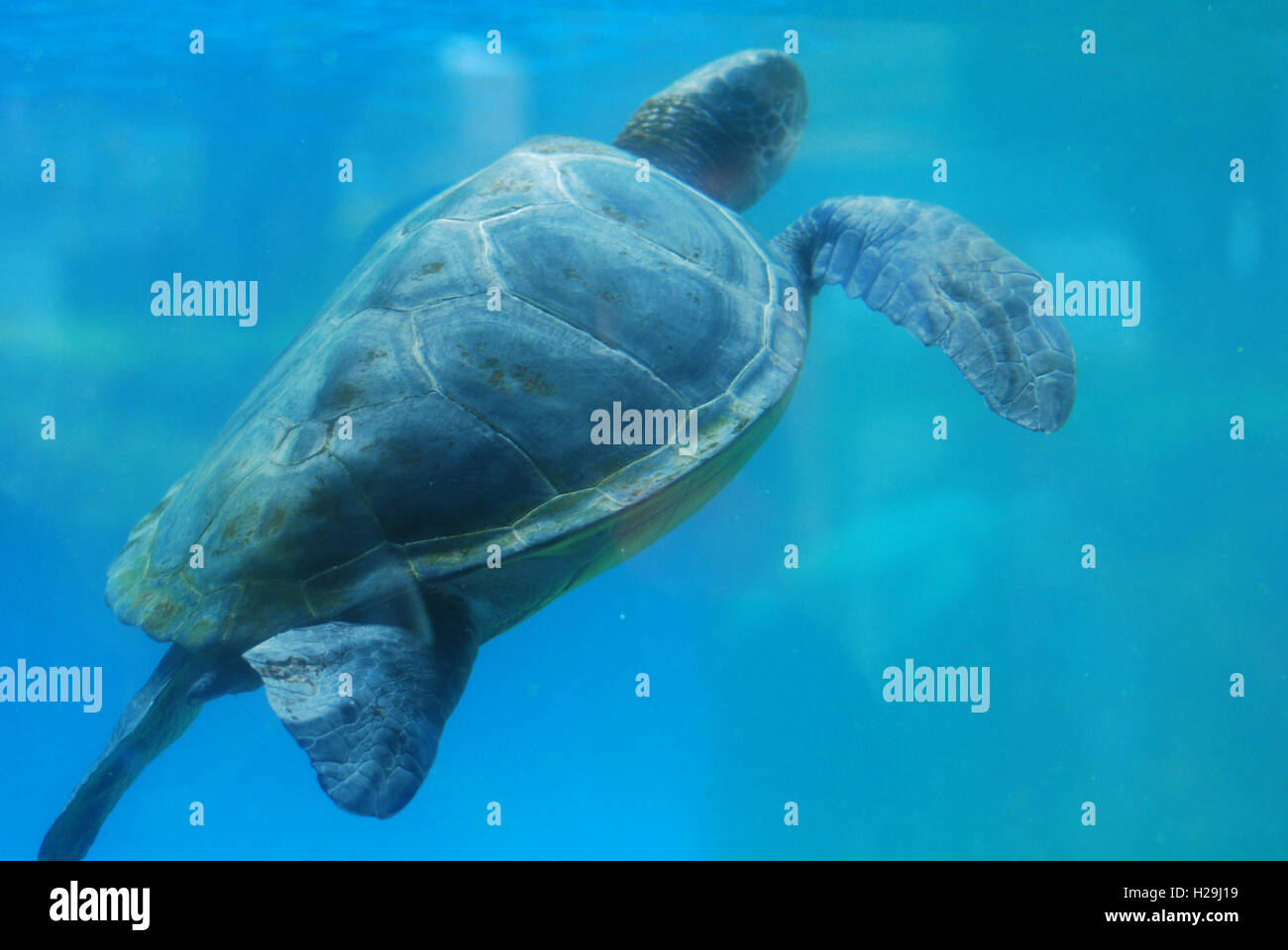 Sea turtle swimming along underwater toward the surface Stock Photo - Alamy