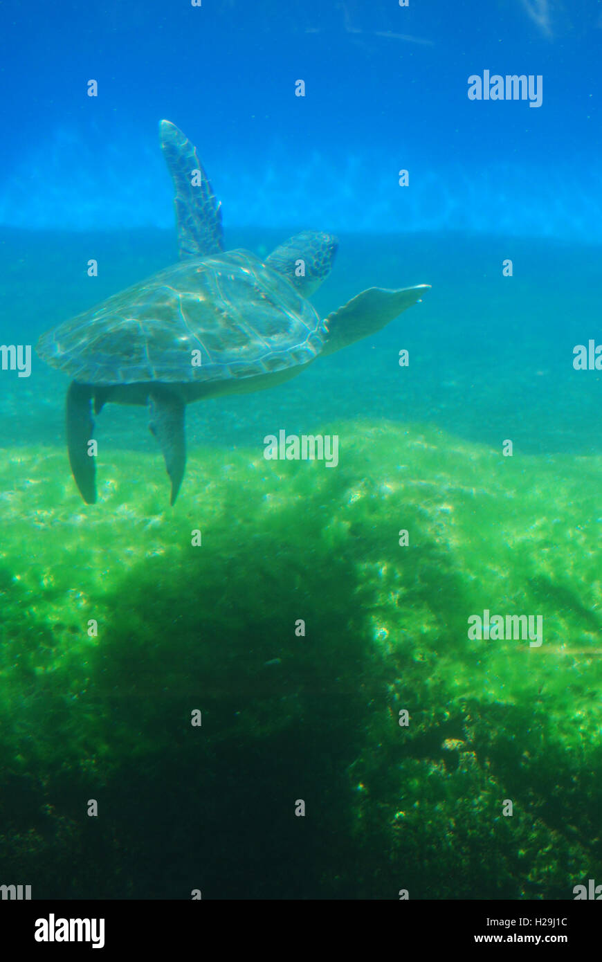 Sea turtle seen while scuba diving underwater Stock Photo - Alamy