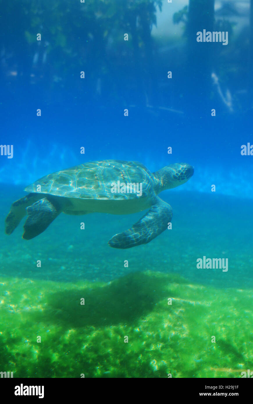Sea turtle gliding along underwater Stock Photo - Alamy