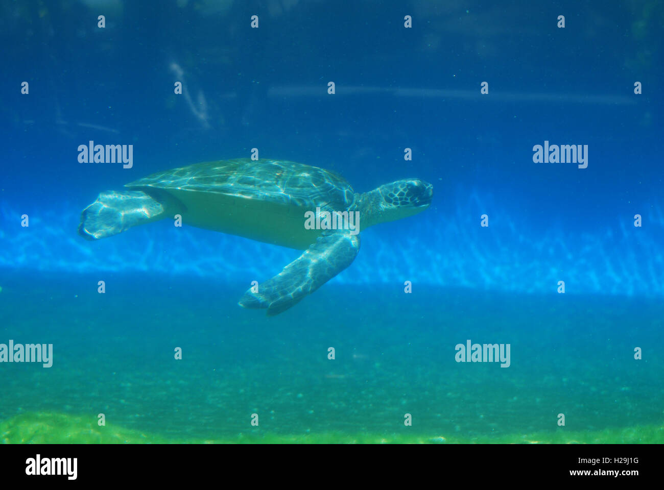 Flatback turtle hi-res stock photography and images - Alamy