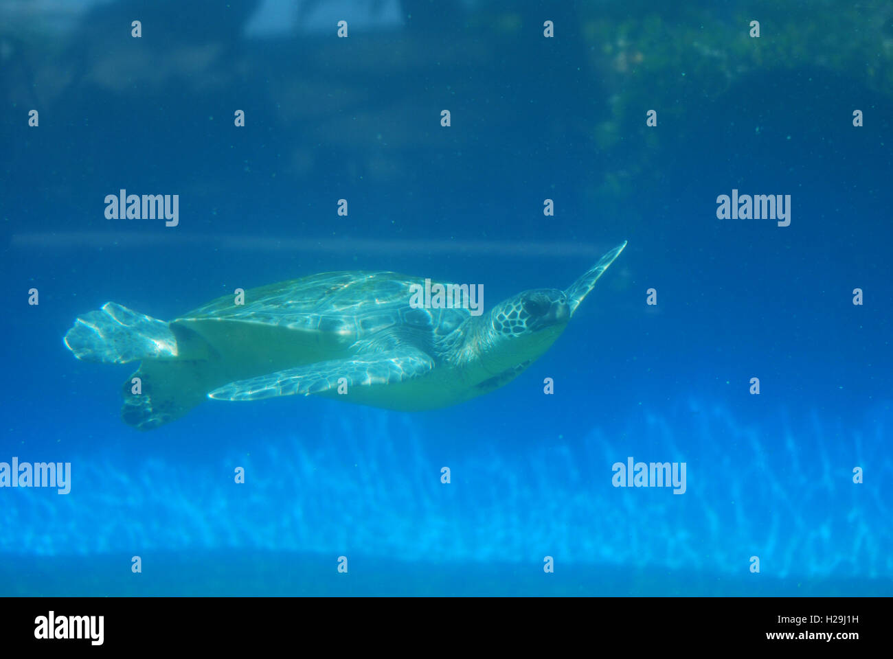 Amazing sea turtle gliding along underwater Stock Photo - Alamy