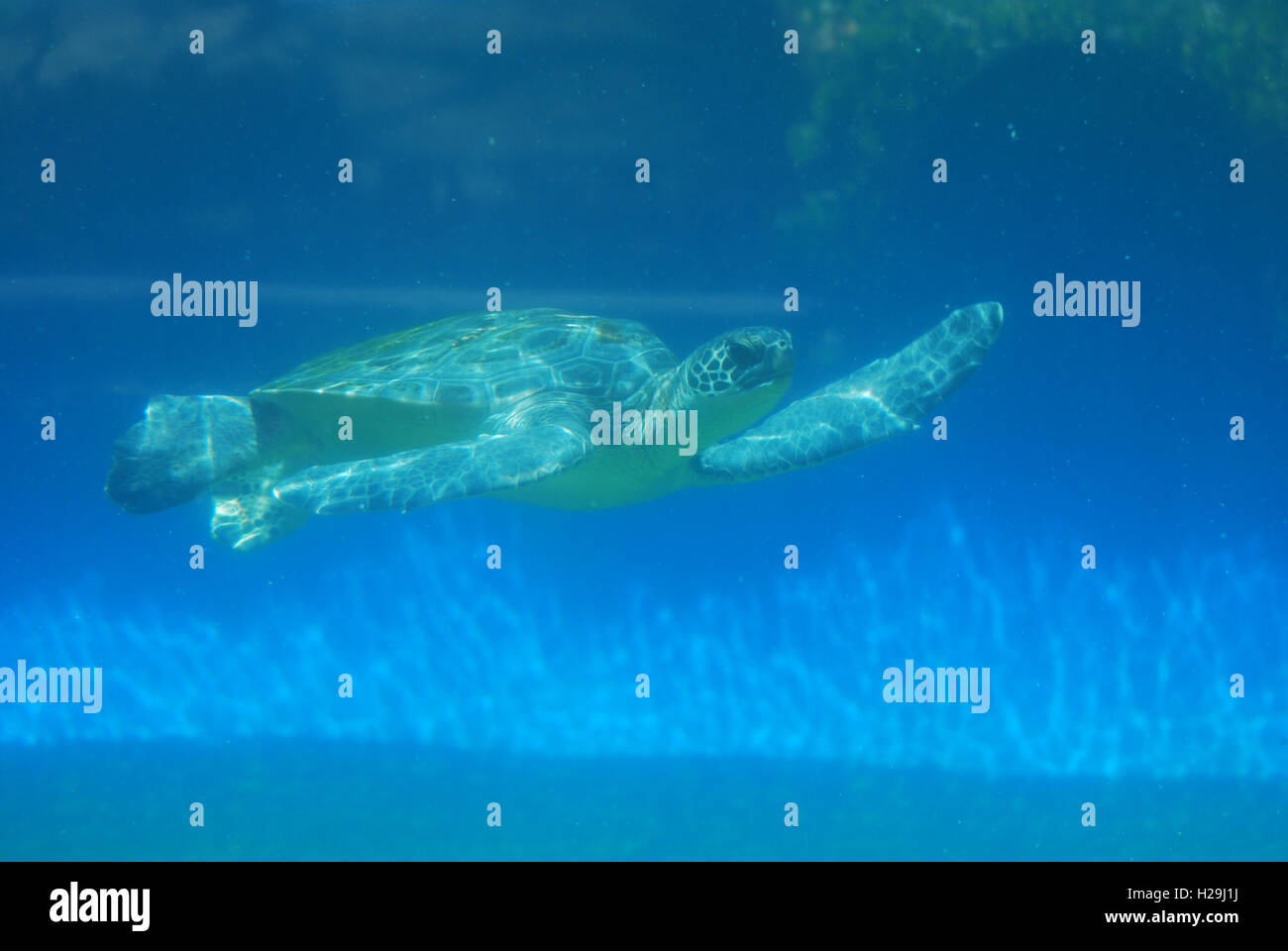 Sea turtle swimming along underwater in the deep blue sea Stock Photo ...