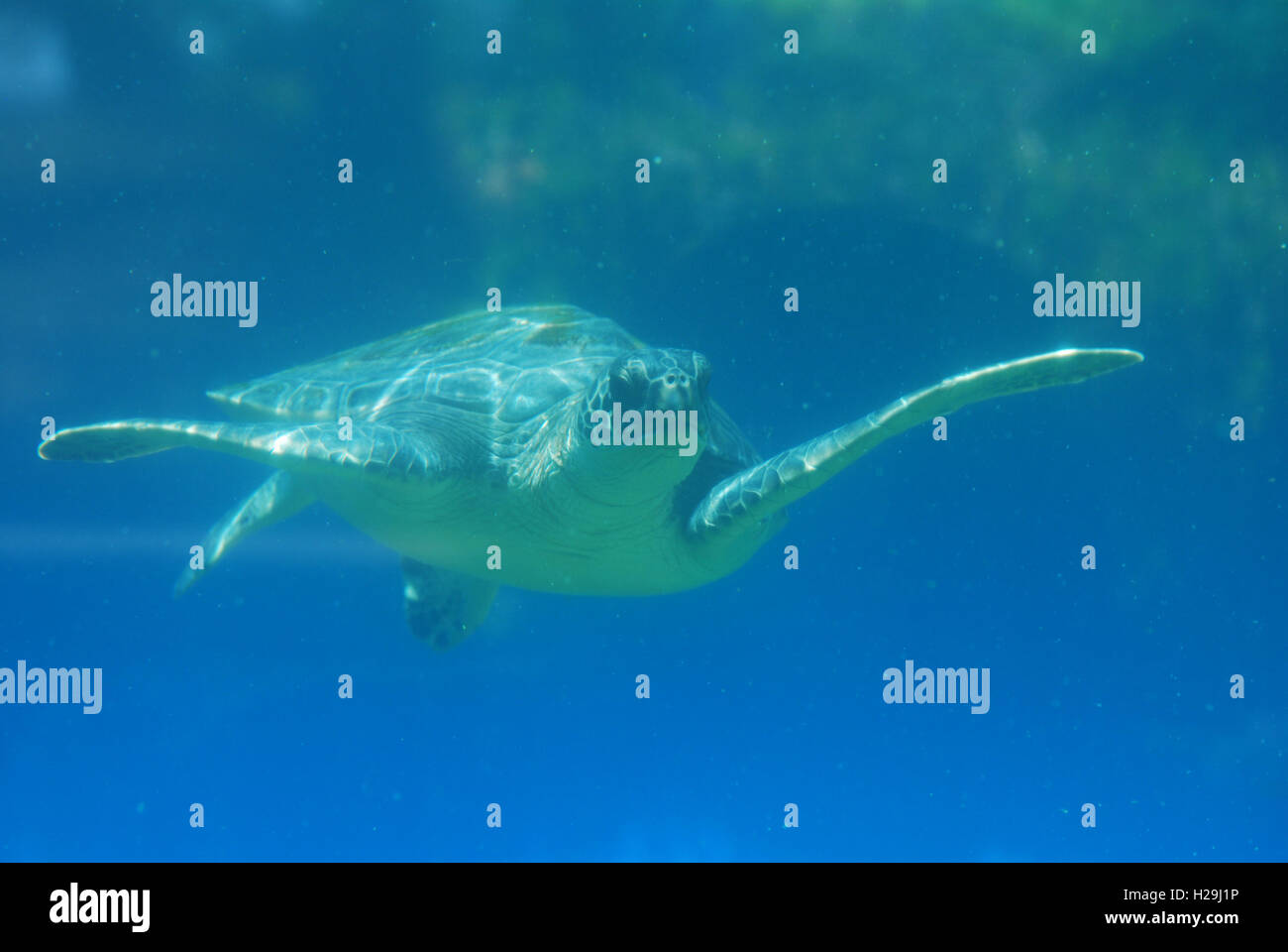 Sea turtle gliding along underwater in the deep blue ocean Stock Photo ...