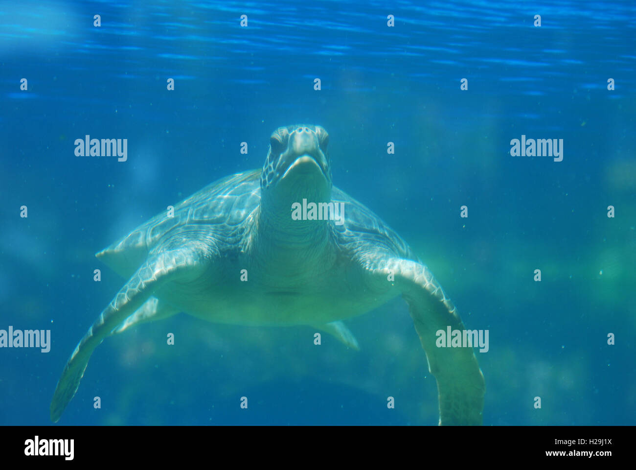 Cute face of a sea turtle swimming underwater Stock Photo - Alamy