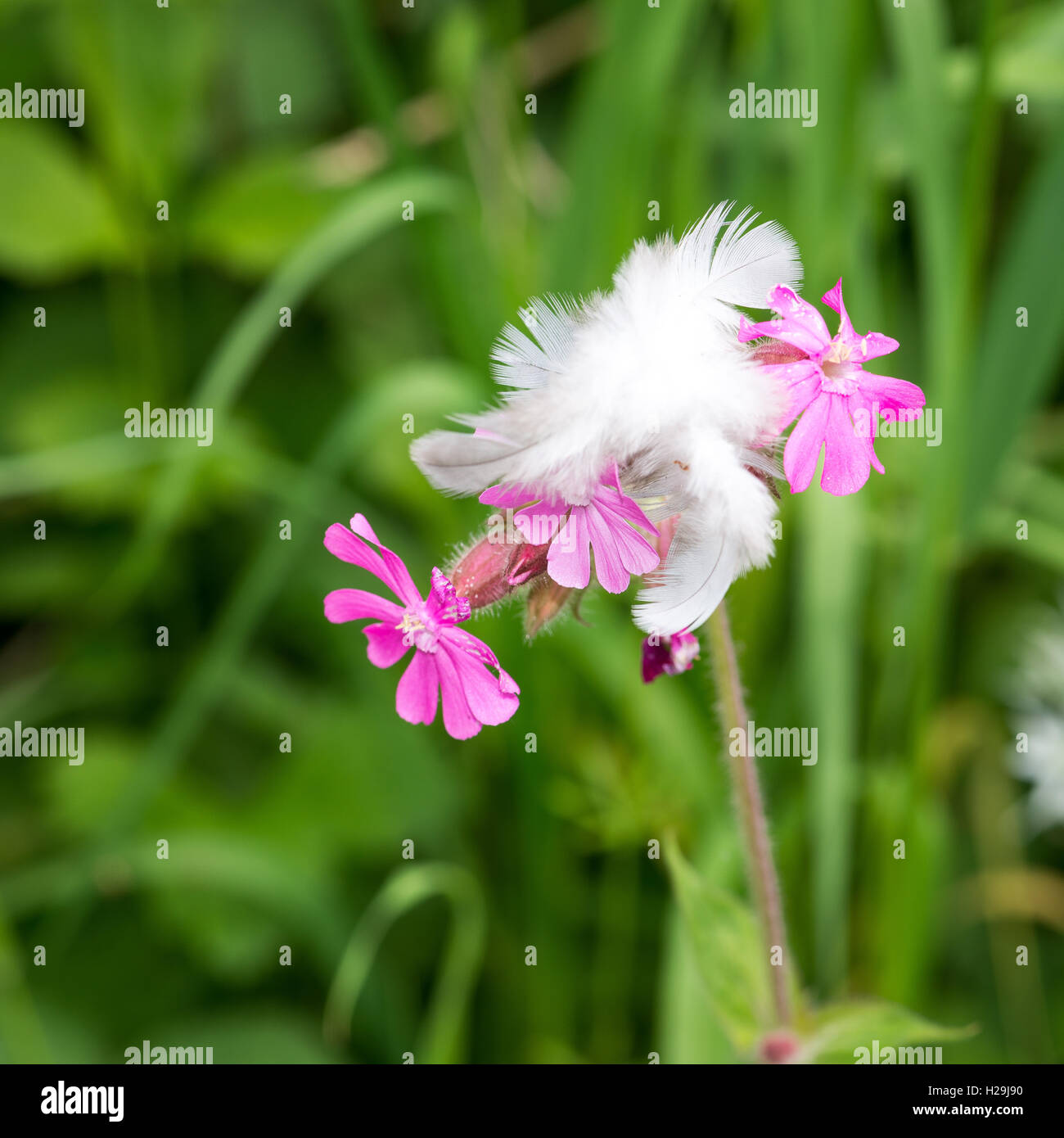 Pink campion flower hi-res stock photography and images - Alamy