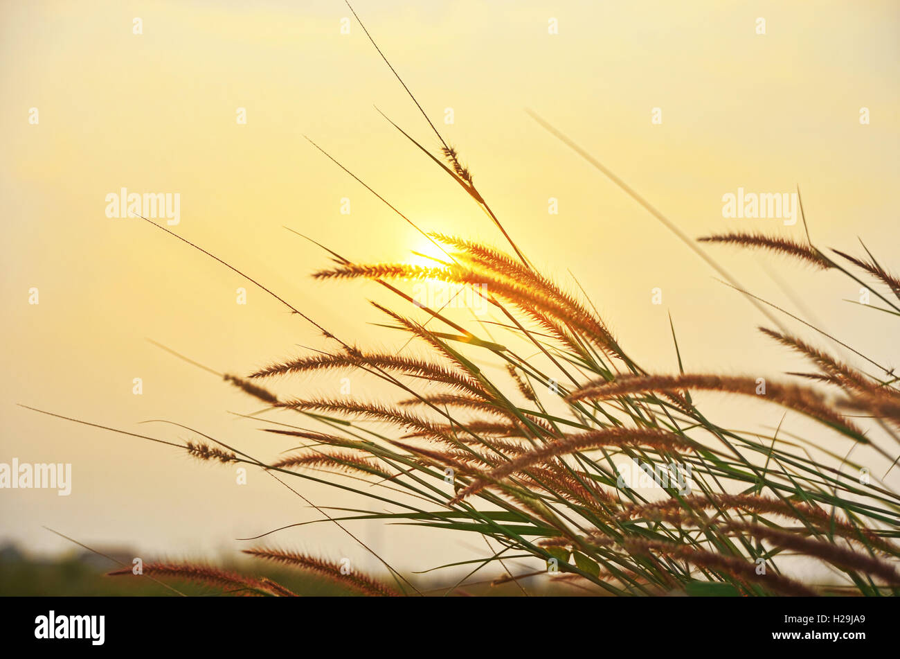 Reed canary grass hi-res stock photography and images - Alamy