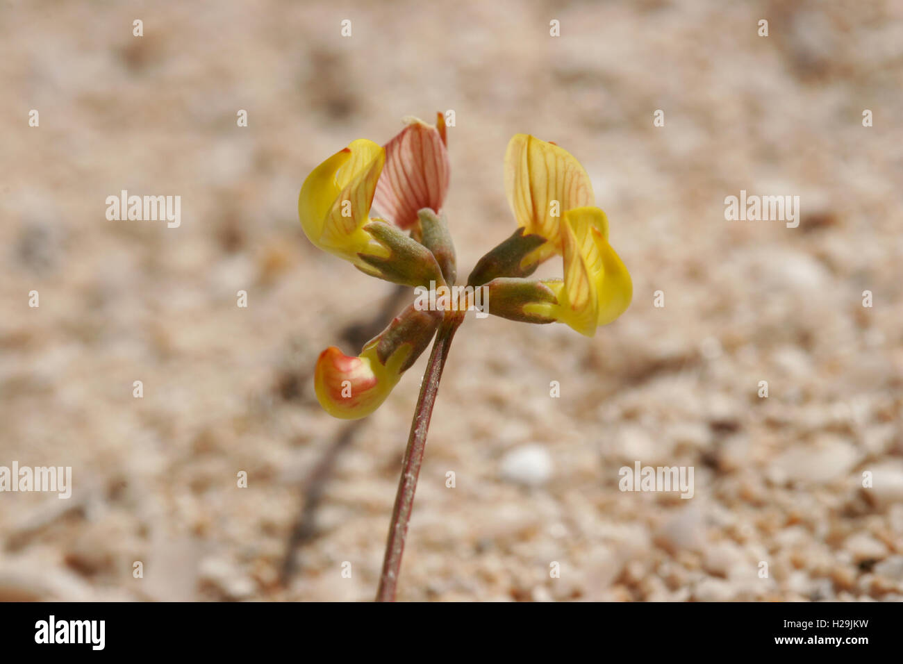 Horseshoe vetch Hippocrepis areolata in flower in coastal habitat Umm ...