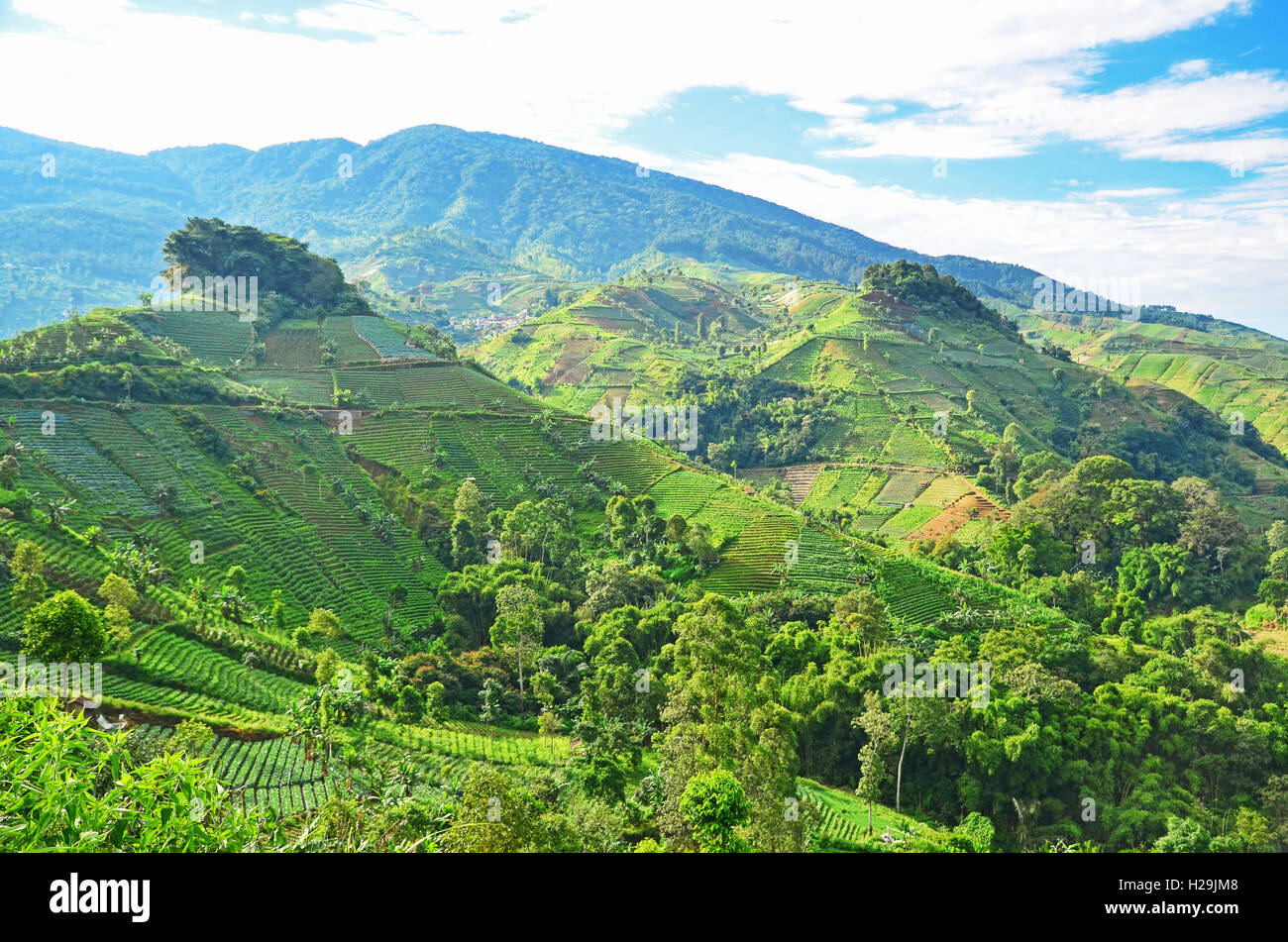 Landscape of green terrace plantation in Panyaweuyan, Majalengka, West ...