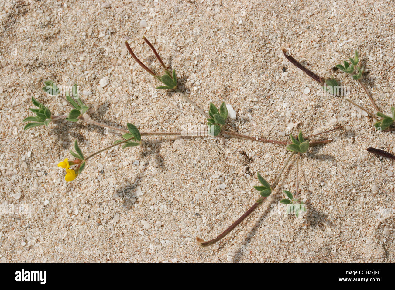 Greater birdsfoot trefoil Lotus halophilus in flower and fruit, Umm al ...