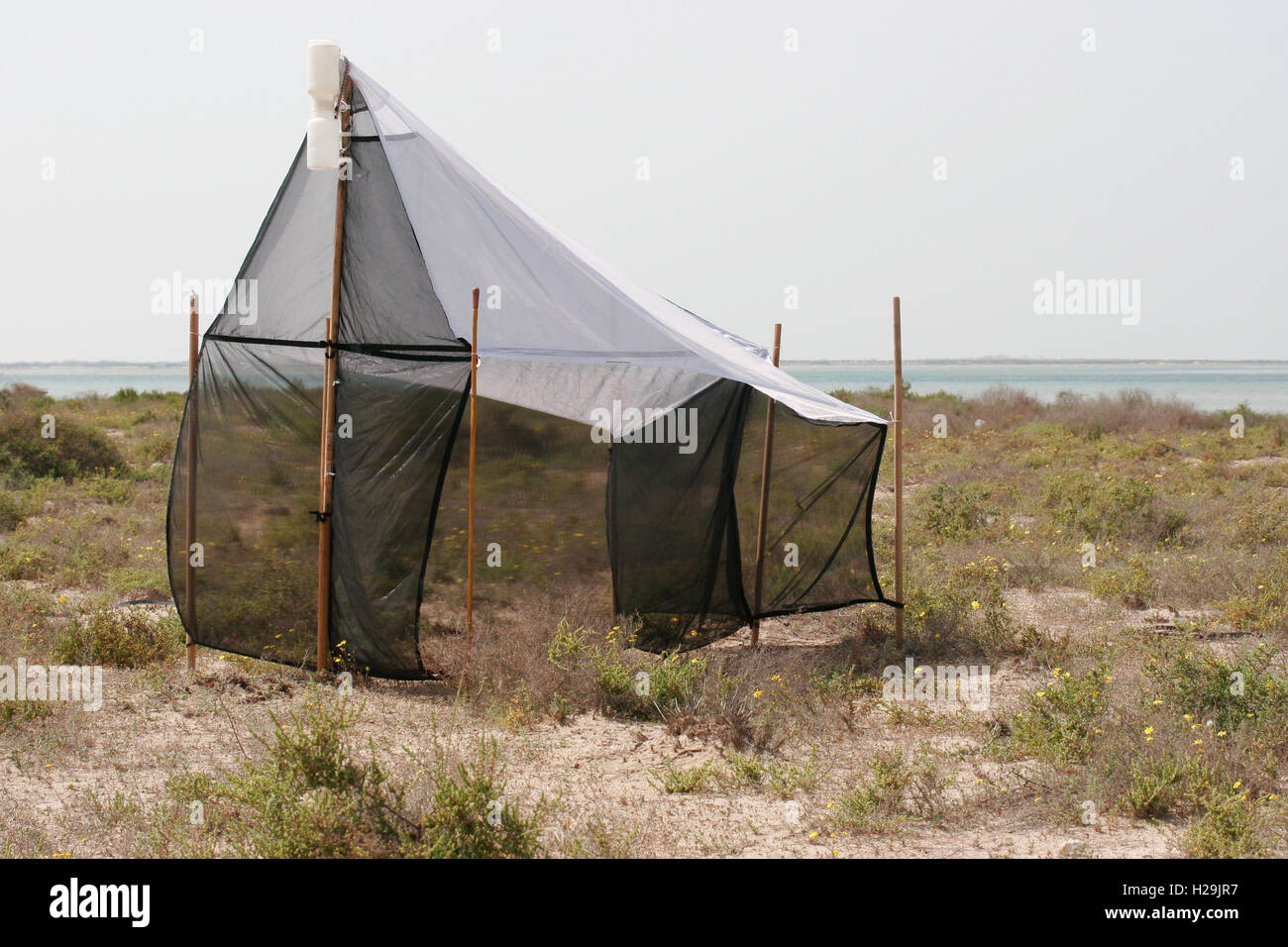 Malaise insect trap hi-res stock photography and images - Alamy