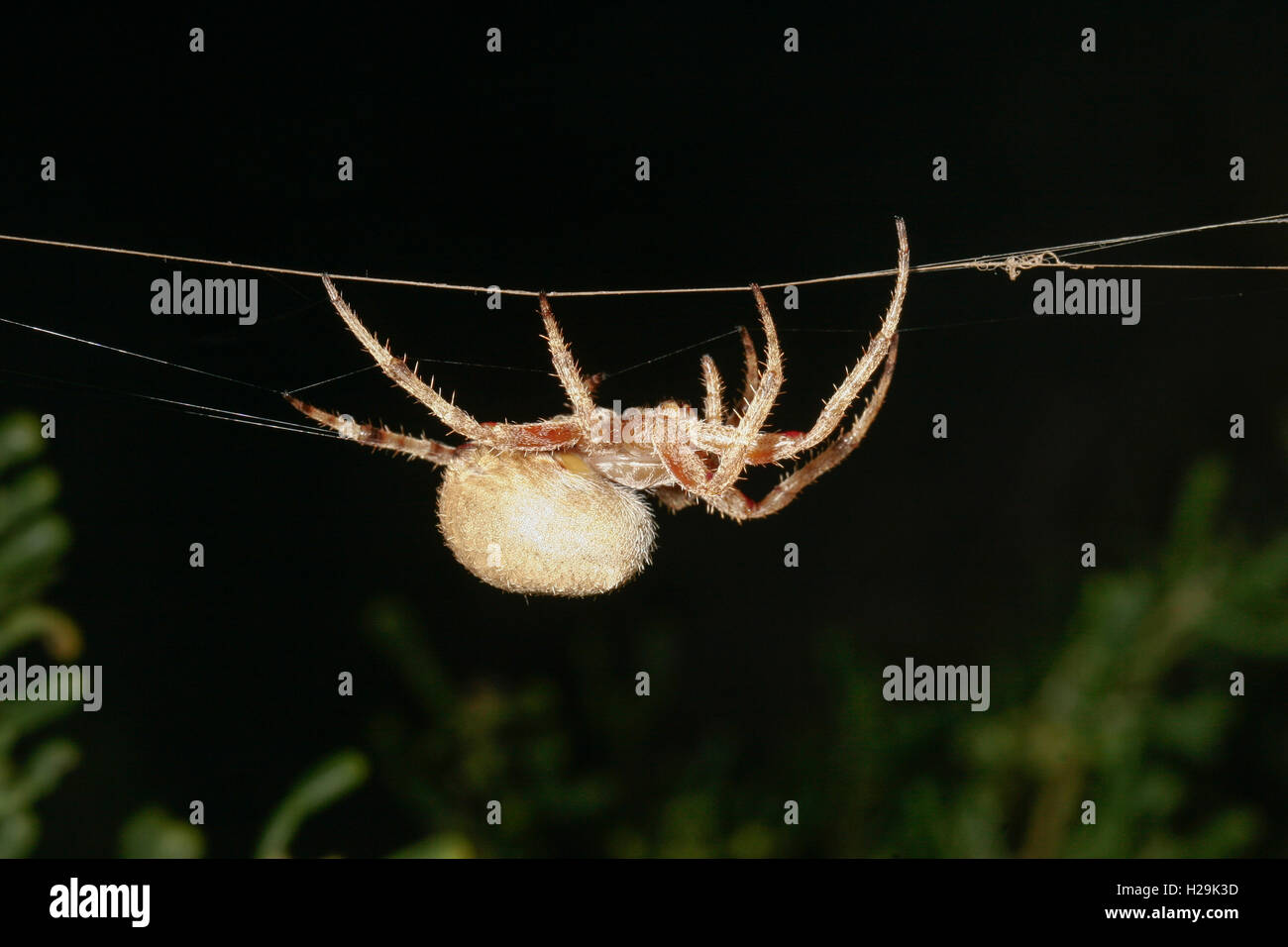 side view of Orb weaver spider on web in coastal sand habitat, Umm al ...