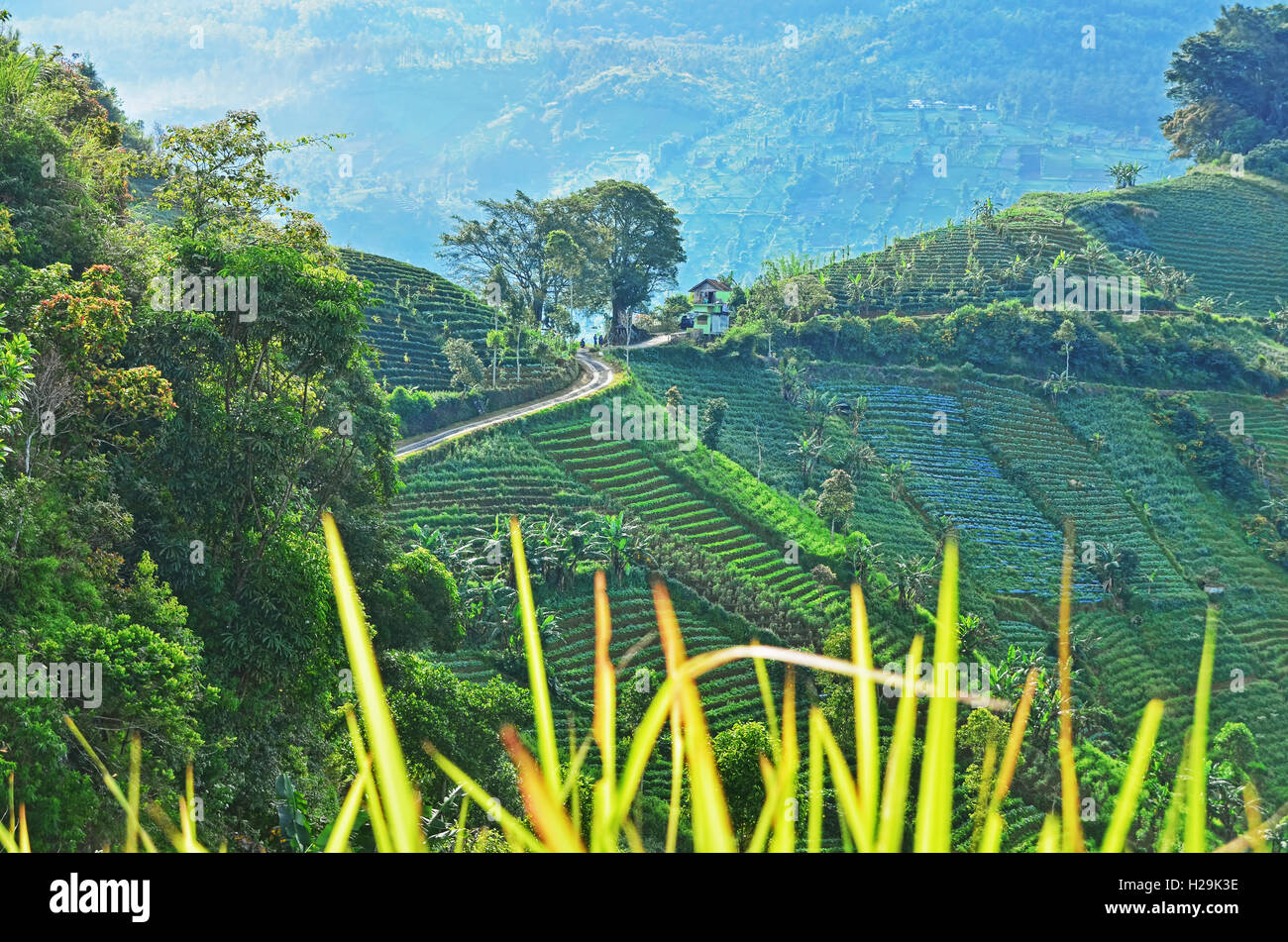 Landscape of green terrace plantation in Panyaweuyan, Majalengka, West ...