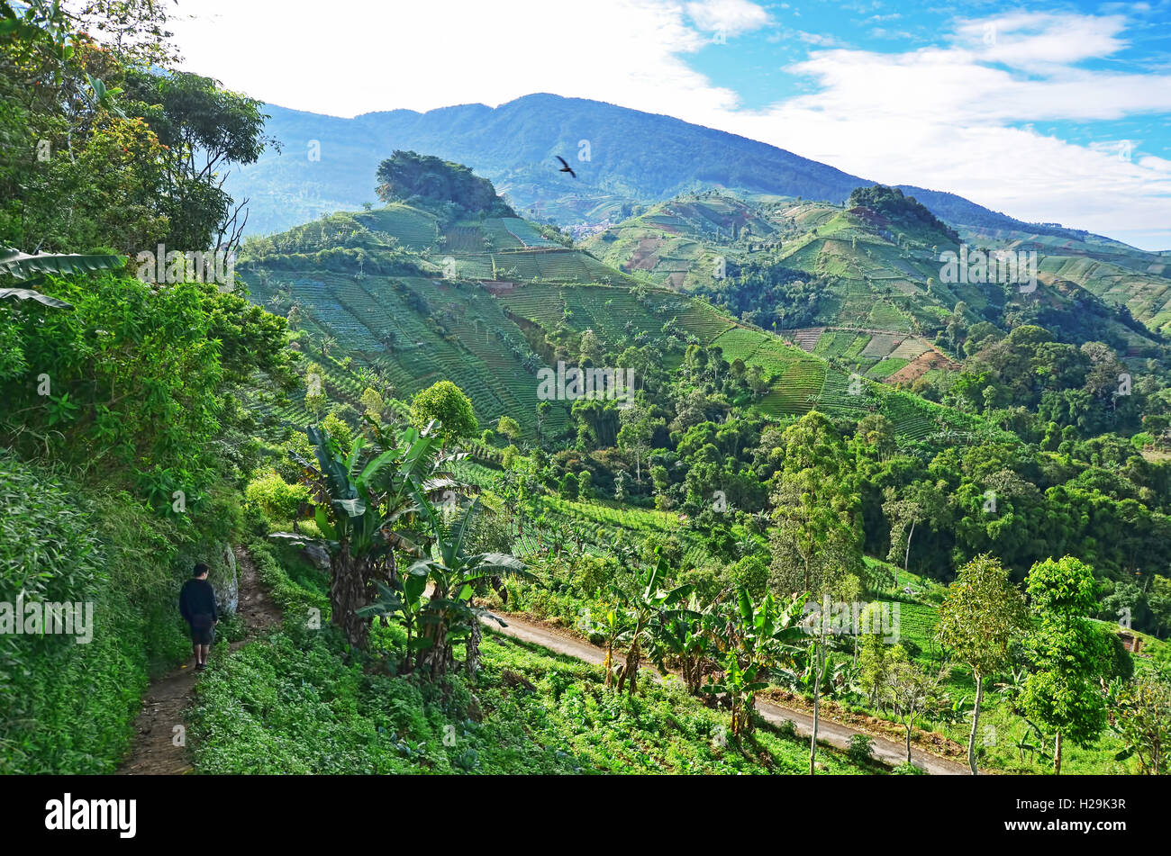 Landscape of green terrace plantation in Panyaweuyan, Majalengka, West ...