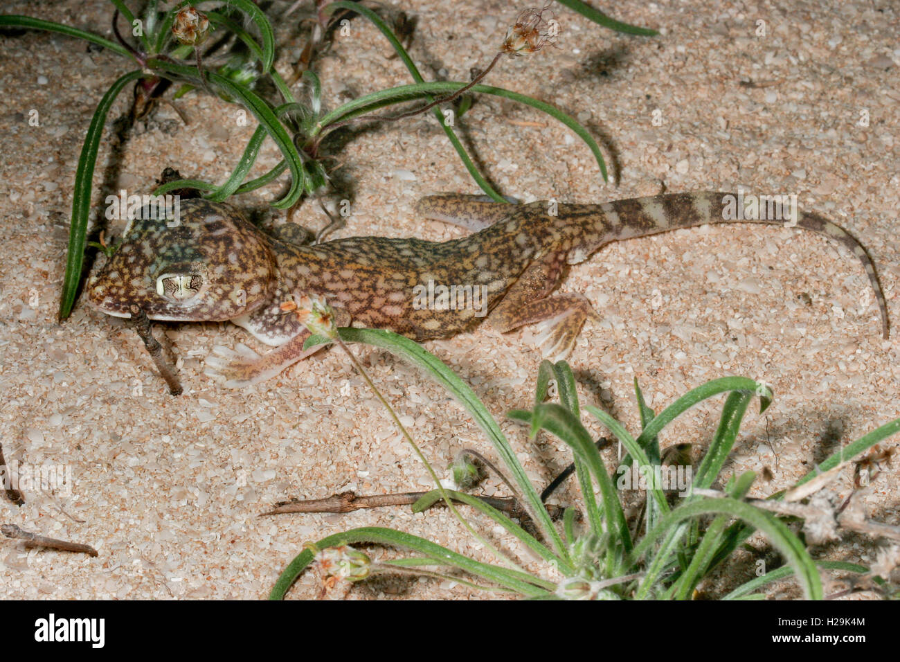 Gekkonoidae hi-res stock photography and images - Alamy