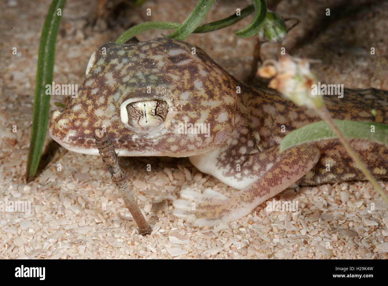 Gecko in the sand hi-res stock photography and images - Alamy