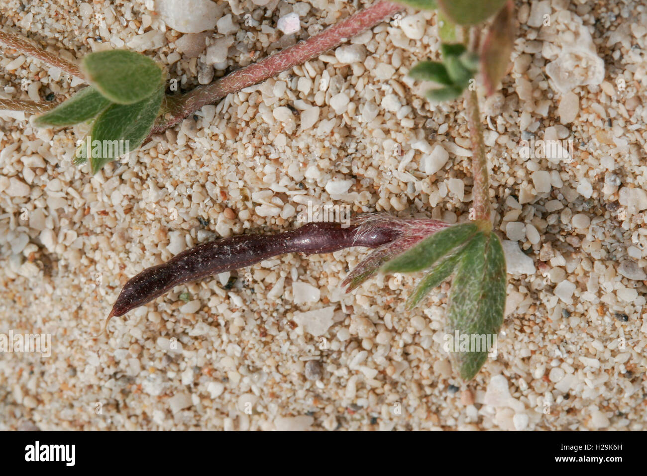 Al lotus hi-res stock photography and images - Alamy
