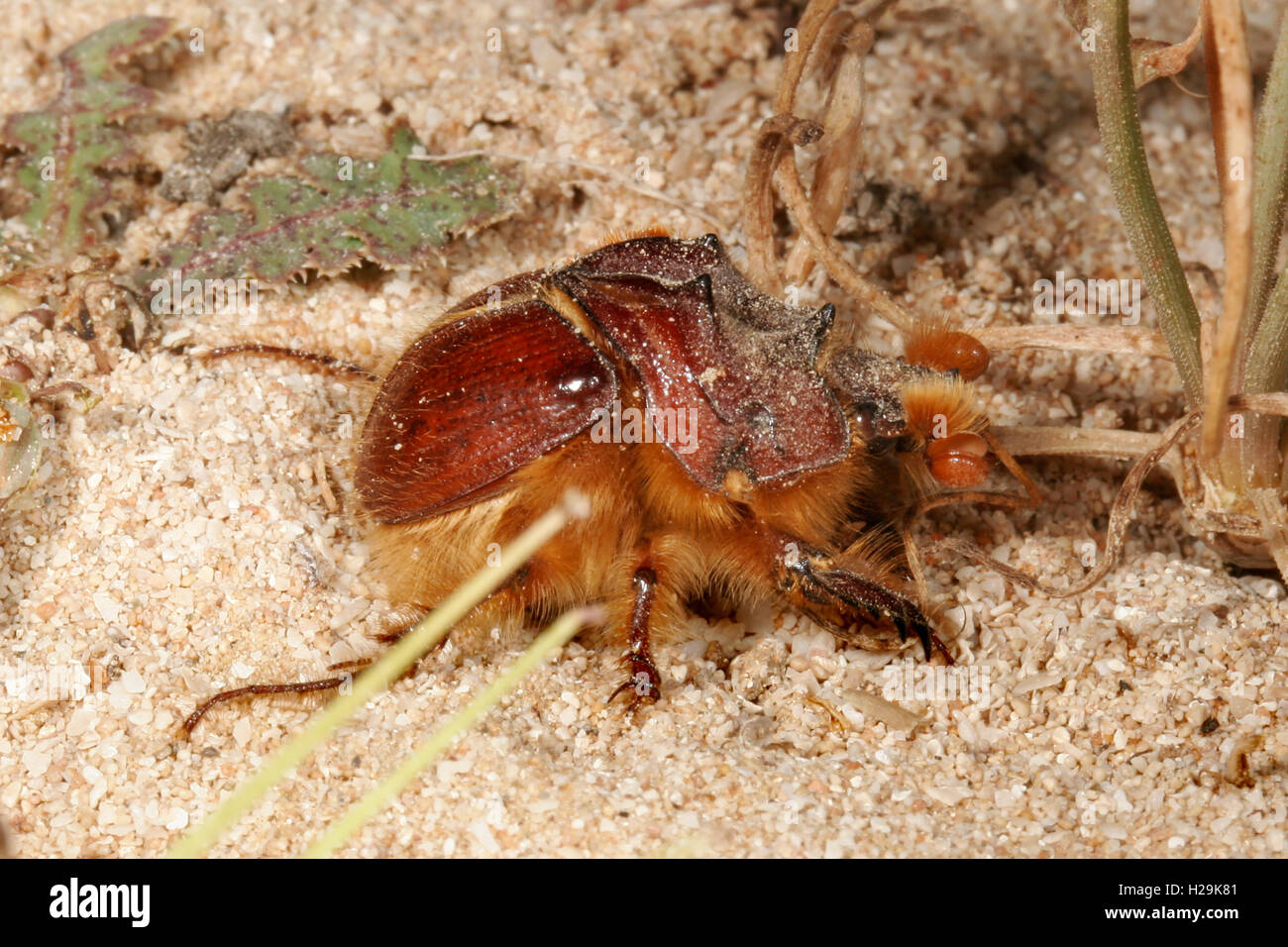 Scarab beetle at night in coastal sand habitat Stock Photo - Alamy