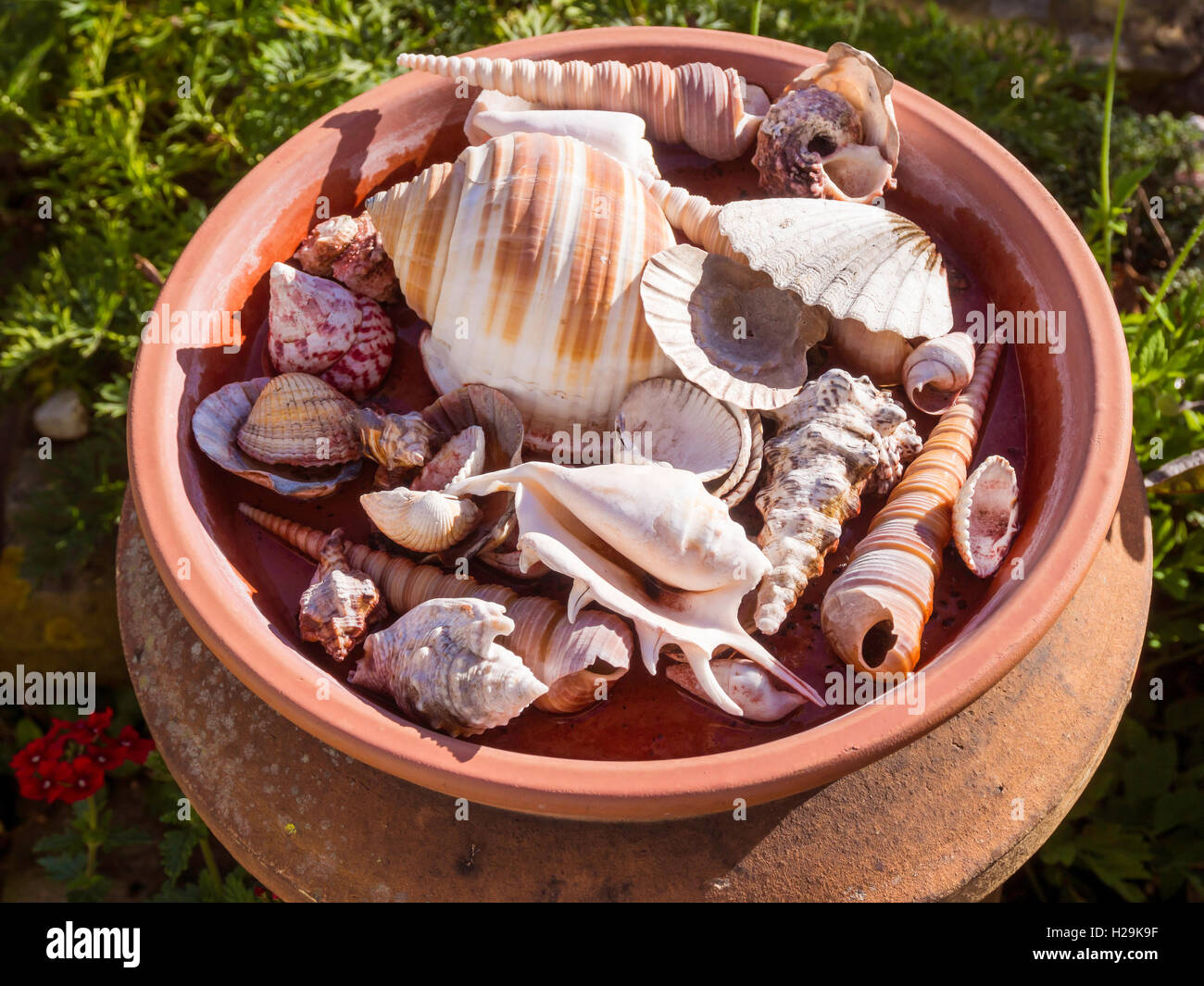 Pot Decoration With Shells
