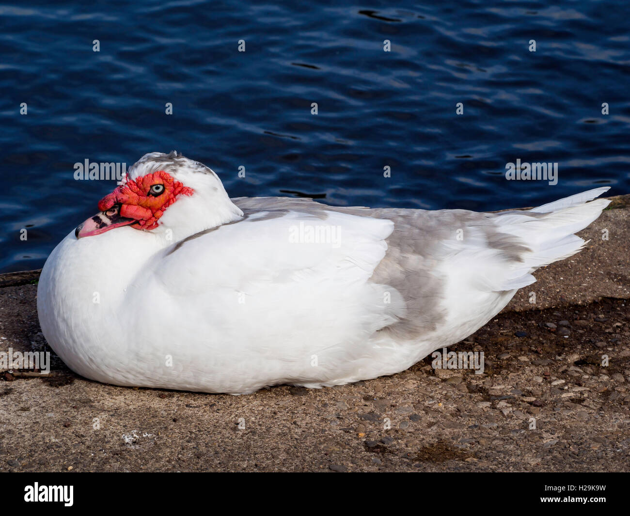 Female muscovy duck hi-res stock photography and images - Alamy