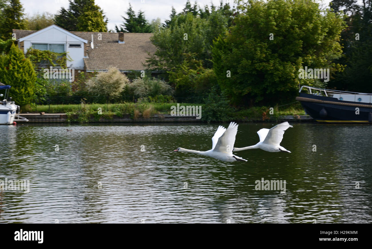 Flying swans, river Thames, at Staines Stock Photo - Alamy