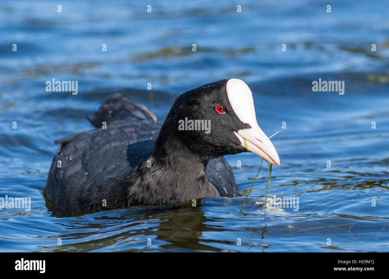 Eurasian Coot (Fulica atra) on a lake carrying twigs for a nest in its ...